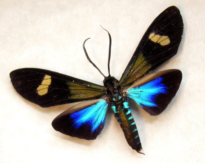 Real Metallic Day Flying Moth Framed Taxidermy Arctiidae Species - Etsy