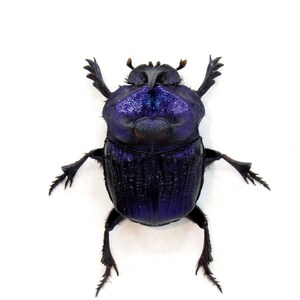 Rare Giant Purple Scarab Beetle Framed Taxidermy Megaphanaeus Lancifer ...