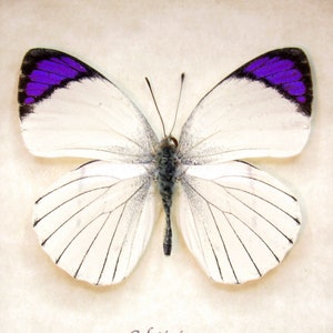 Real Purple Tip Butterfly Framed Taxidermy Colotis Ione - Etsy