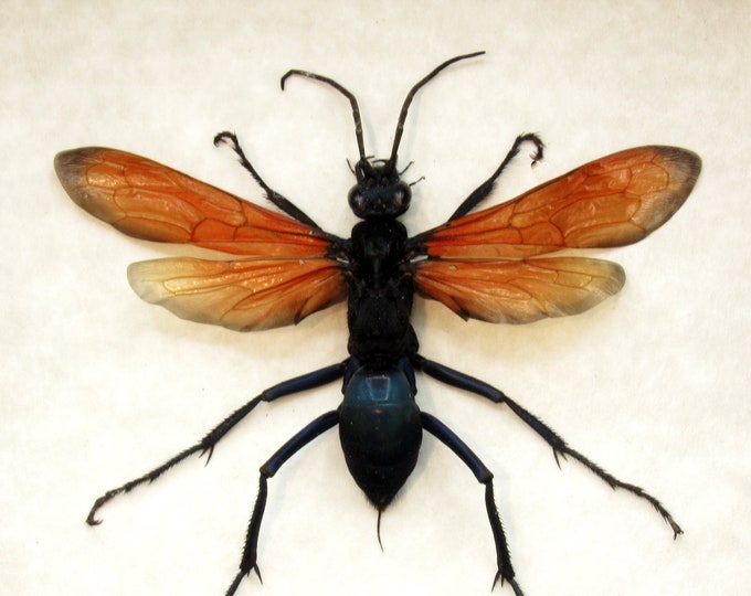 Rare Tarantula Hawk Wasp Framed Taxidermy Pepsis Heros - Etsy