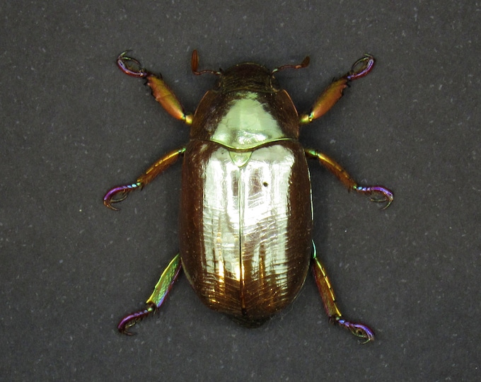 Rare Silver Jewel Beetle Framed Taxidermy Chrysina | Etsy