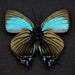 Real Rare Blue Hairstreak Butterfly Framed Taxidermy - Atlides Polybe ...