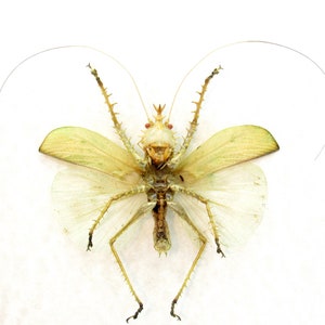 Rare Spiny Devil Katydid Framed Taxidermy - Panacanthus Cuspidatus - Etsy