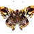 Rare Metallic Blue Framed Taxidermy Butterfly Euptychia Cephus Female ...