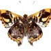 Rare Metallic Blue Framed Taxidermy Butterfly Euptychia Cephus Female ...