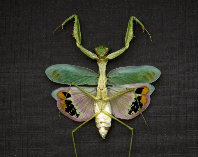 Rare Framed Pink Umbrella Mantis Taxidermy Caliris Elegans - Etsy