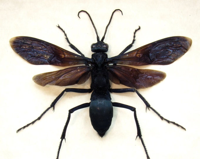 Real Large Tarantula Hawk Wasp Framed Taxidermy Pepsis - Etsy