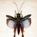 Real Blue Grasshopper Framed Taxidermy Coloracris Azureus - Etsy