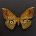 Rare Female Saturn Moth Framed Taxidermy - Salassa Thespis - Etsy