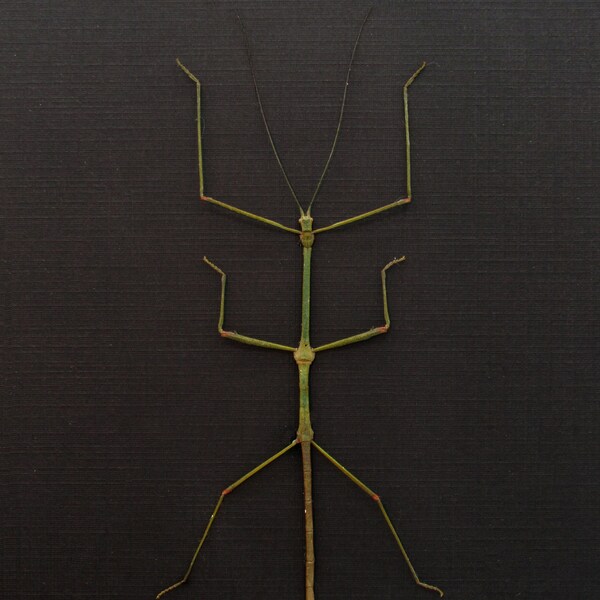 Stick Bug - Etsy