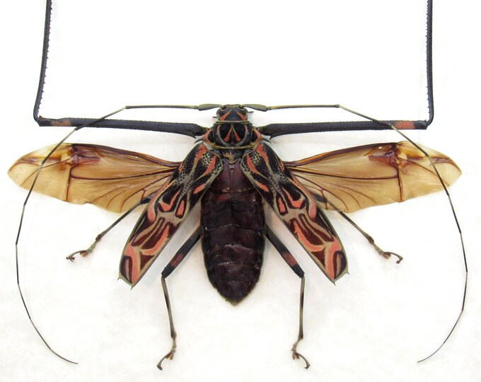Real Giant Harlequin Beetle Framed Taxidermy Acrocinus Longimanus XL - Etsy