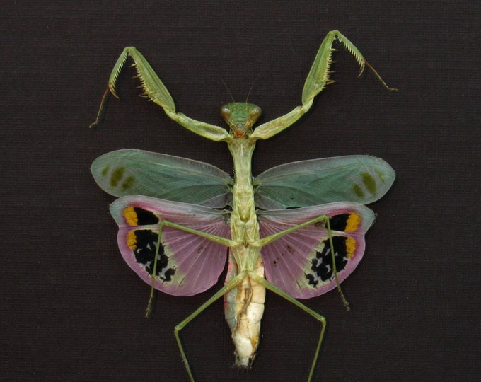 Rare Framed Pink Umbrella Mantis Taxidermy Caliris Elegans Female - Etsy