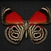 Real Eluina Eighty-eight Butterfly Framed Taxidermy - Diaethria Eluina ...