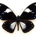 Rare Giant Queen Swallowtail Butterfly Framed Taxidermy Papilio ...