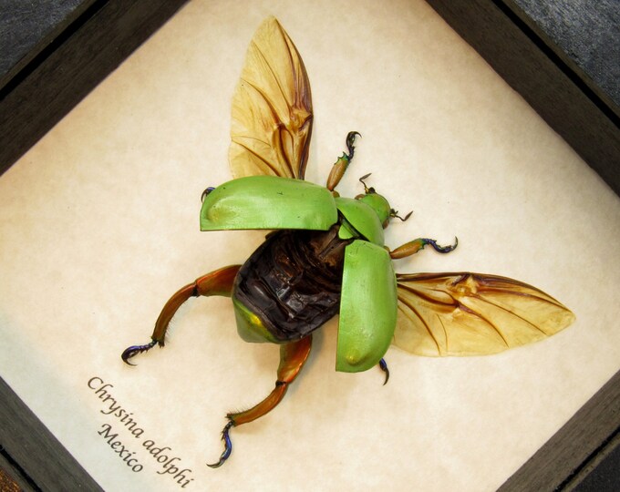 Rare Large Rainbow Legged Scarab Beetle Framed Taxidermy - Etsy