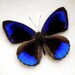 Real Metallic Blue Butterfly Framed Taxidermy Eunica Acmena Flora - Etsy