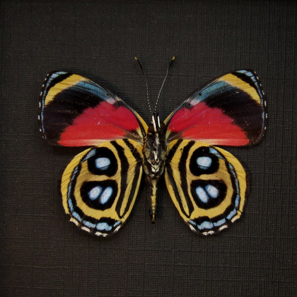 Callicore Butterfly - Etsy