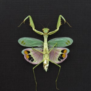 Rare Framed Pink Umbrella Mantis Taxidermy Caliris Elegans Female - Etsy