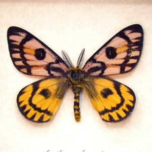 Real Rare Western Sheep Moth Framed Taxidermy - Hemileuca Eglantarina ...