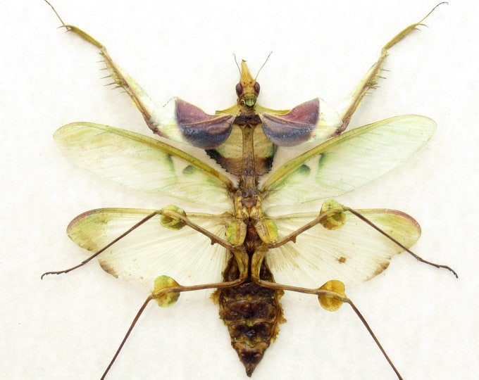 Real Giant Devils Flower Mantis Framed Taxidermy Idolomantis Diabolica ...