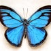 Framed Metallic Blue Taxidermy Butterfly Euptychia Cephus - Etsy