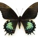Rare Giant Queen Swallowtail Butterfly Framed Taxidermy Papilio ...