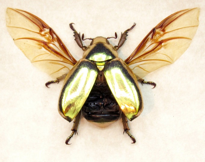 Real Gold Jewel Beetle Framed Taxidermy Chrysina Resplendens - Etsy