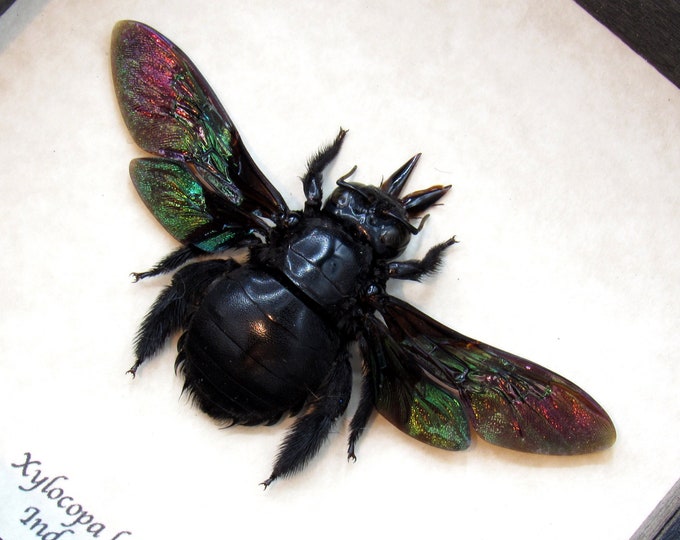 Real Giant Carpenter Bee Framed Taxidermy Xylocopa Latipes - Etsy