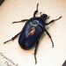 Real purple Scarab beetle framed Torynorrhina flammea | Etsy