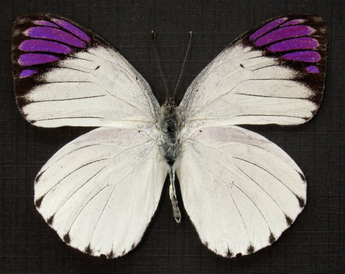 Real Purple Tip Butterfly Framed Taxidermy - Colotis Regina - Etsy