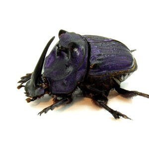 Rare Giant Purple Scarab Beetle Framed Taxidermy Megaphanaeus Lancifer ...
