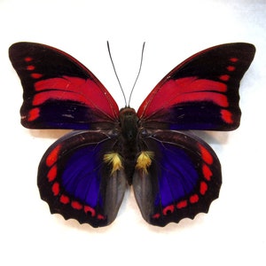 Rare Fuchsia Brush-footed Butterfly Framed Taxidermy Prepona Praeneste ...