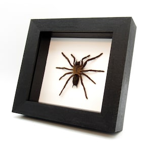 Real New Guinea Black Fury Tarantula Spider Framed Taxidermy Orphnaecus ...
