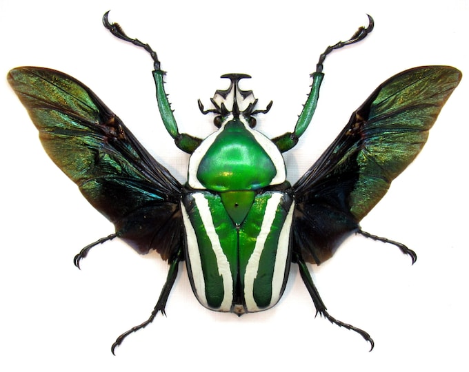Green Metallic Scarab Beetle Framed Taxidermy Dicronorhina Derbyana - Etsy