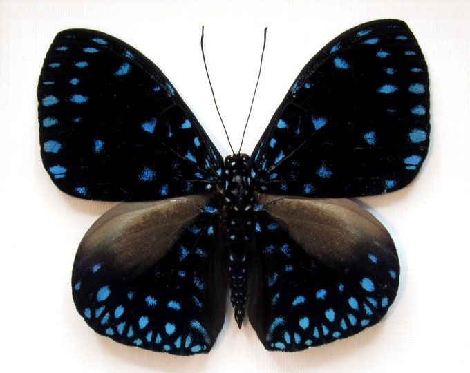 Real Blue Starry Night Butterfly Framed Taxidermy Hamadryas Velutina - Etsy