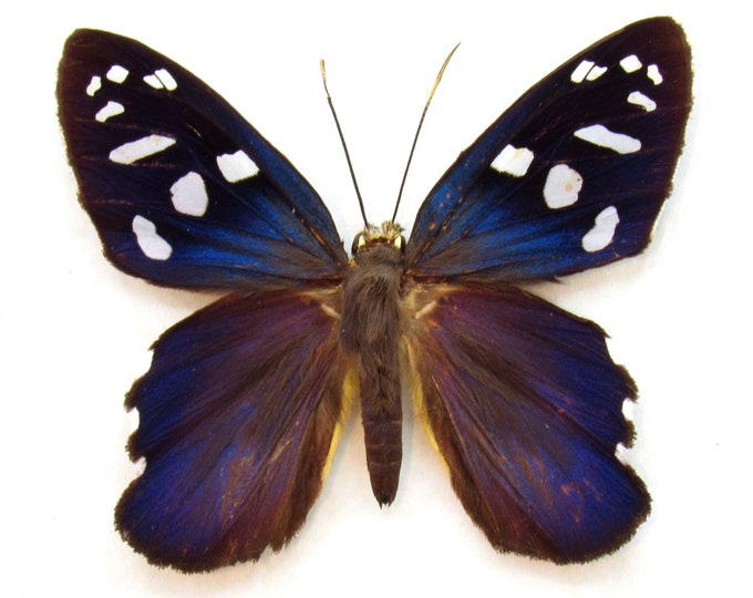 Rare Giant Skipper Butterfly Framed Taxidermy - Phareas Coeleste - Etsy