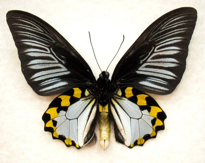 Real XL Silver Birdwing Butterfly Framed Taxidermy Troides Hypolitus - Etsy