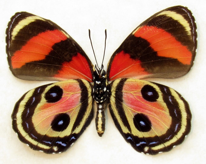 Rare Pink Butterfly Framed Taxidermy Callicore Pitheas - Etsy