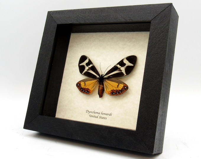 Real Northern Giant Flag Moth Framed Taxidermy - Dysschema Howardi ...