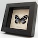 Real Angola White Lady lol Butterfly Framed Taxidermy Graphium ...