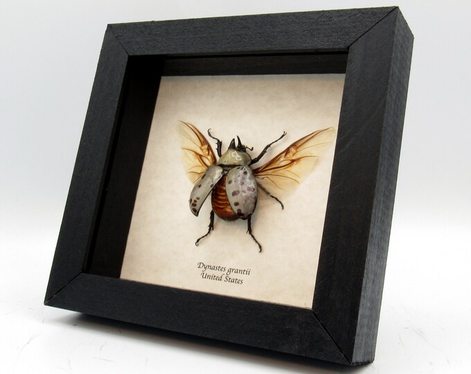 Real Western Hercules Beetle Framed Taxidermy Dynastes | Etsy
