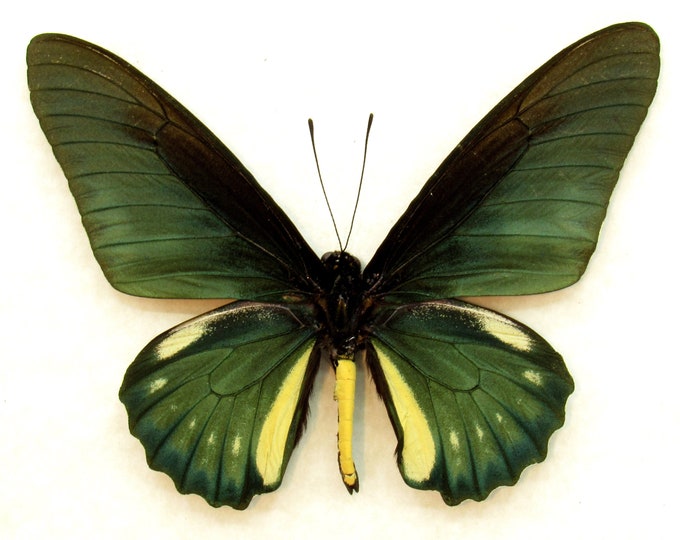 Large Iridescent Green Butterfly Framed Taxidermy Battus - Etsy