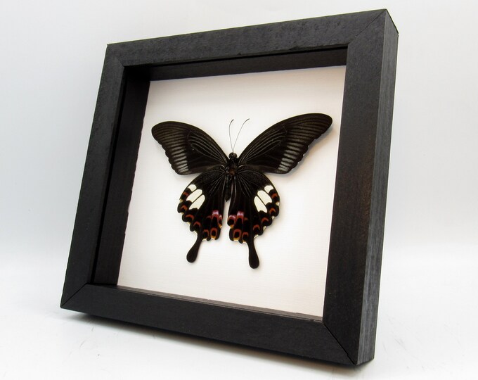 Real Red Helen Swallowtail Butterfly Framed Taxidermy - Papilio Helenus ...
