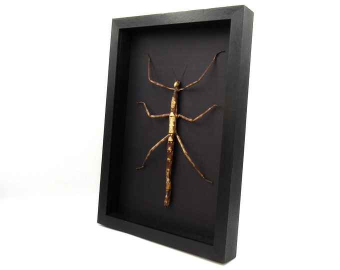 Gigantic Real Walking Stick Insect Framed Taxidermy Tirachoidea ...