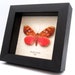 Rare Metallic Blue Framed Taxidermy Butterfly Euptychia Cephus - Etsy