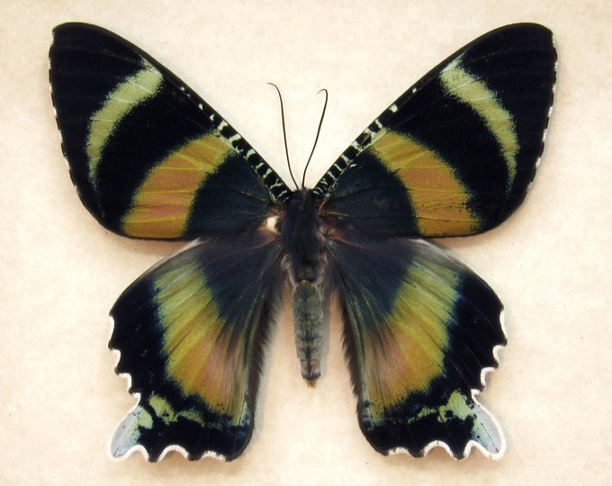 Rare Framed Zodiac Moth Taxidermy Alcides Zodiaca Pink - Etsy