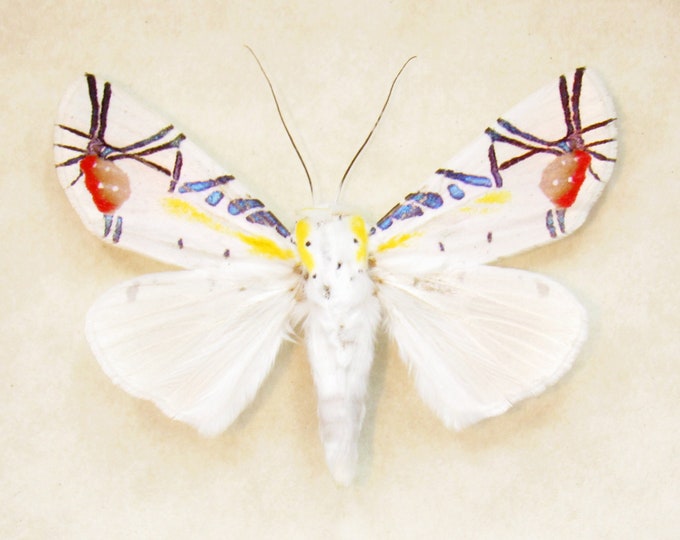 Rare Metallic Picasso Moth Framed Taxidermy Baorisa - Etsy