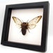 Real Giant Cicada Framed Taxidermy - Megapomponia Merula - Etsy