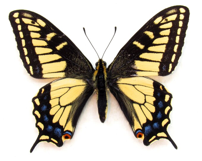 Real Anise Swallowtail Framed Butterfly Taxidermy Papilio Zelicaon - Etsy