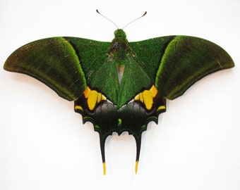 Real Rare Kaiser-i-hind Swallowtail Butterfly Framed Taxidermy - Etsy
